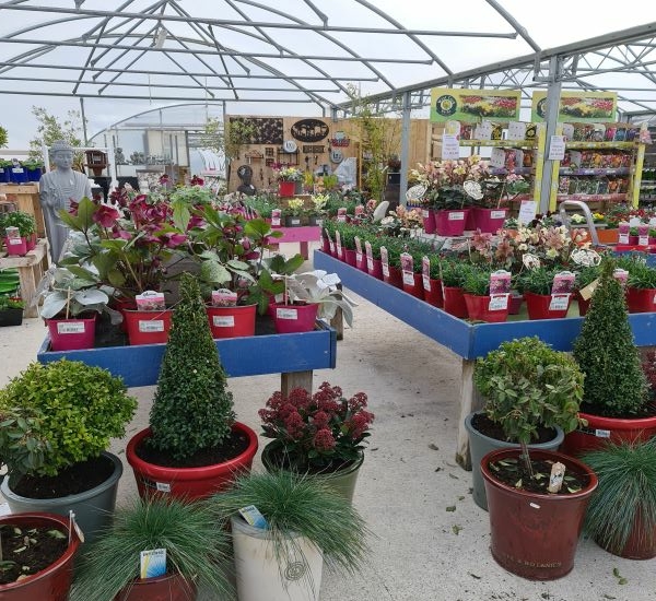 Ahern Nurseries & Plant Centre Ltd - Ahern Nurseries - Limerick