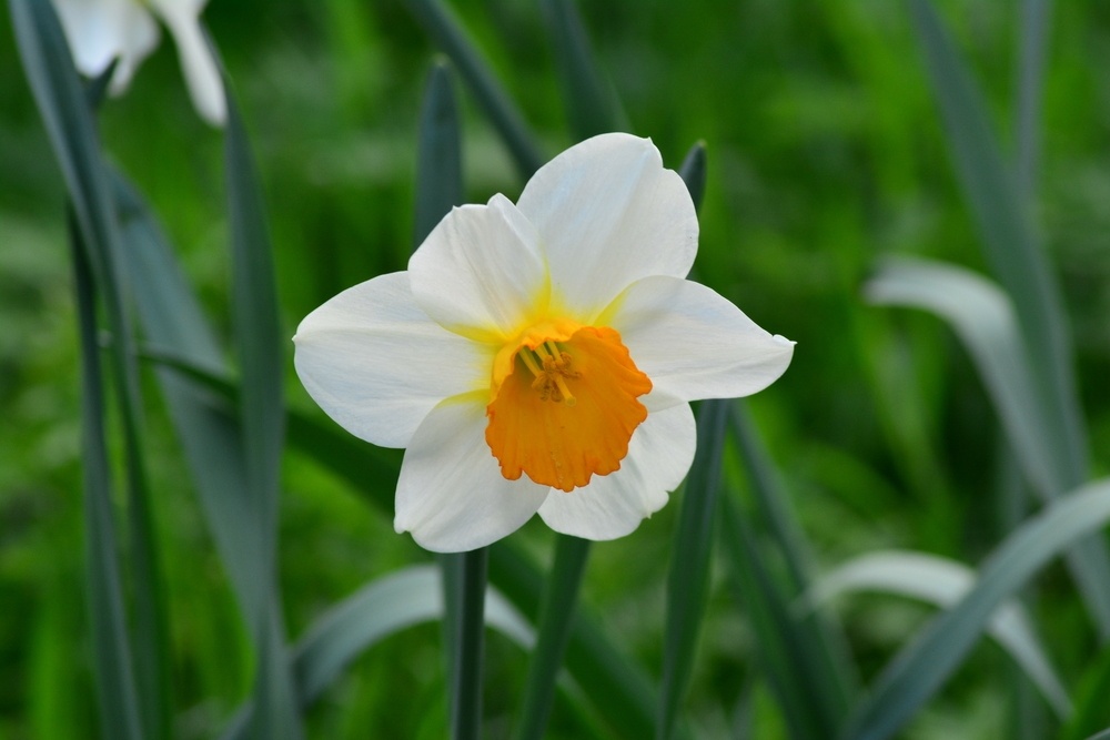 10 stunning spring bulbs to plant - Ahern Nurseries - Limerick