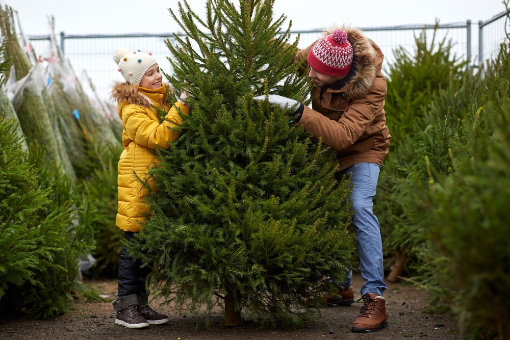 Christmas tree shopping guide - Ahern Nurseries - Limerick