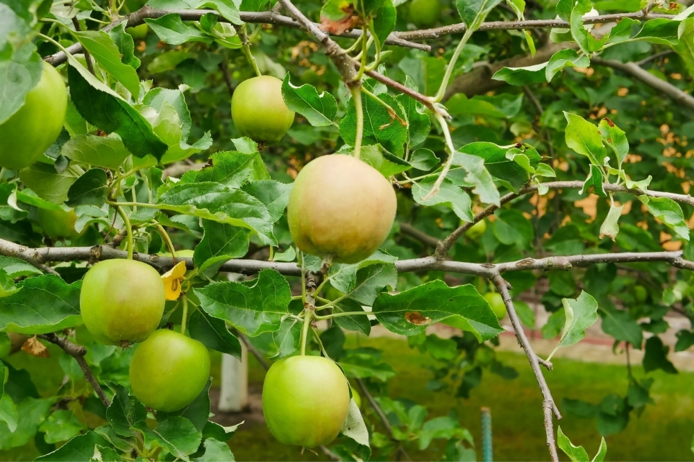 How to harvest apples and pears - Ahern Nurseries - Limerick