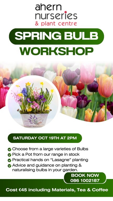 Spring Bulb Container Workshop - Ahern Nurseries - Limerick