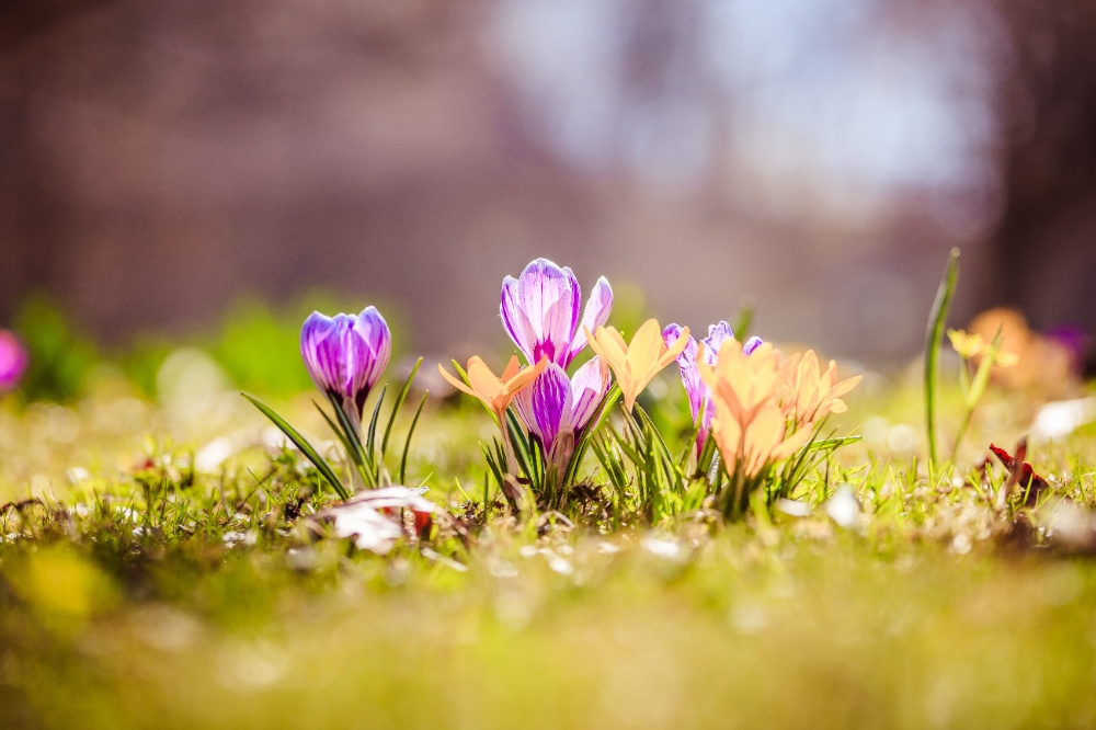 This is how you get the best from spring plants! - Ahern Nurseries ...