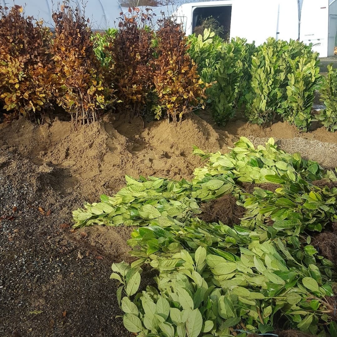 Bare-root hedge plants | Ahern Nurseries& Plant Centre