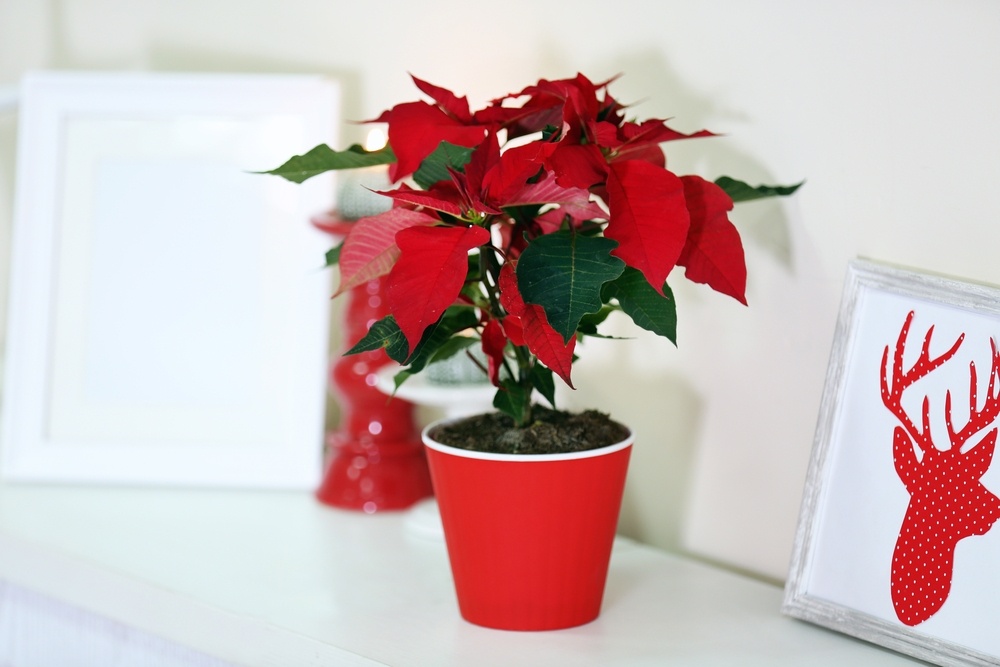 Top 5 Christmas plants for the festive season Ahern Nurseries Limerick
