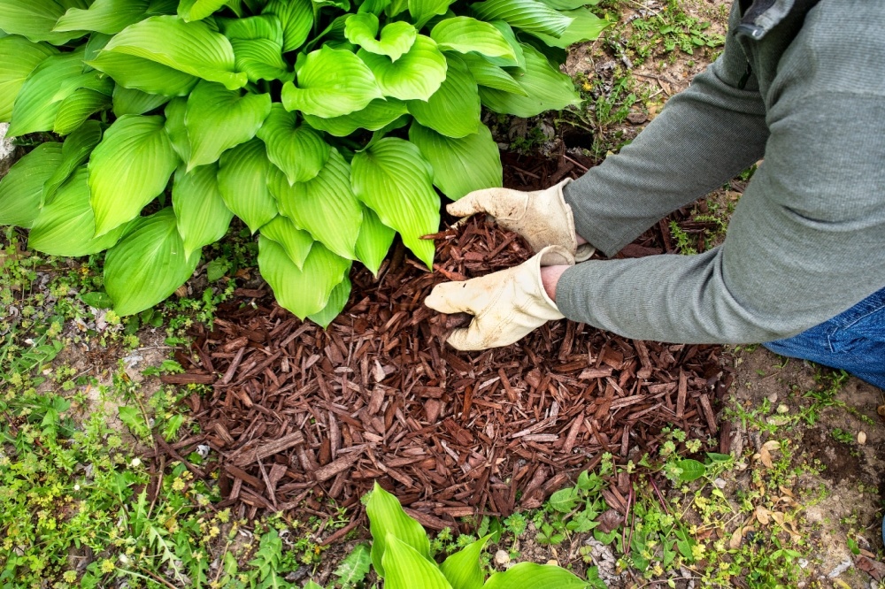 Why mulching works and how to do it - Ahern Nurseries - Limerick